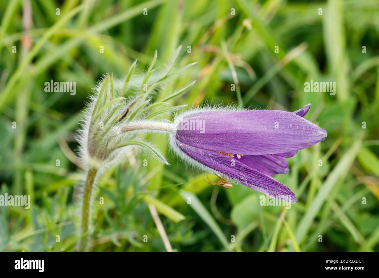 Pulsatilla vulgaris, known as the Common pasque flower, European ...