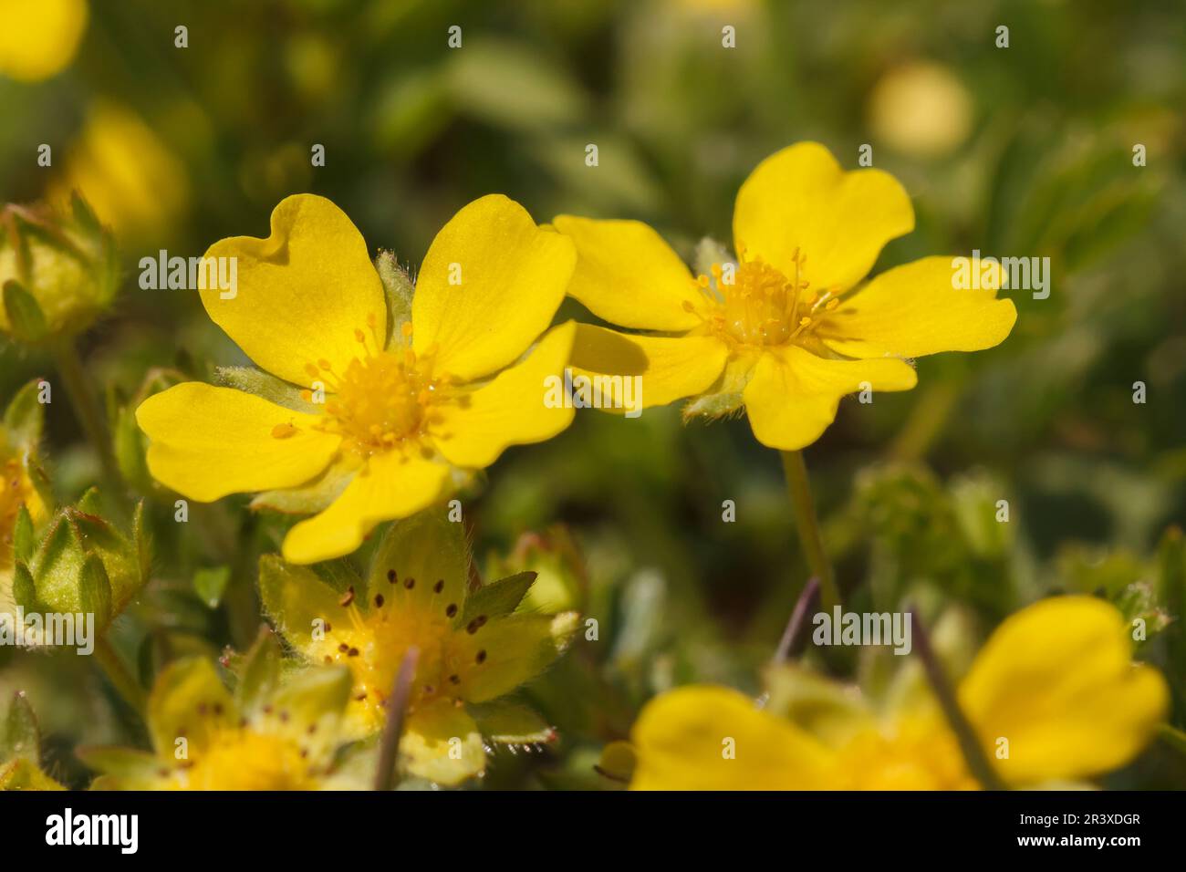 Potentilla neumanniana (Potentilla tabernaemontani), known as Spotted ...