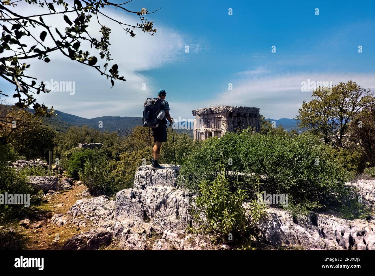 Phellus hi-res stock photography and images - Alamy