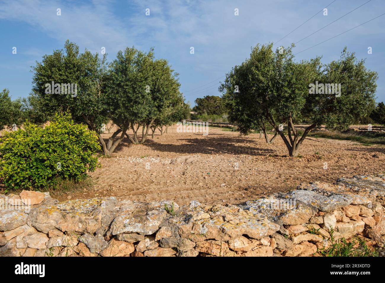 Olive field hi-res stock photography and images - Alamy