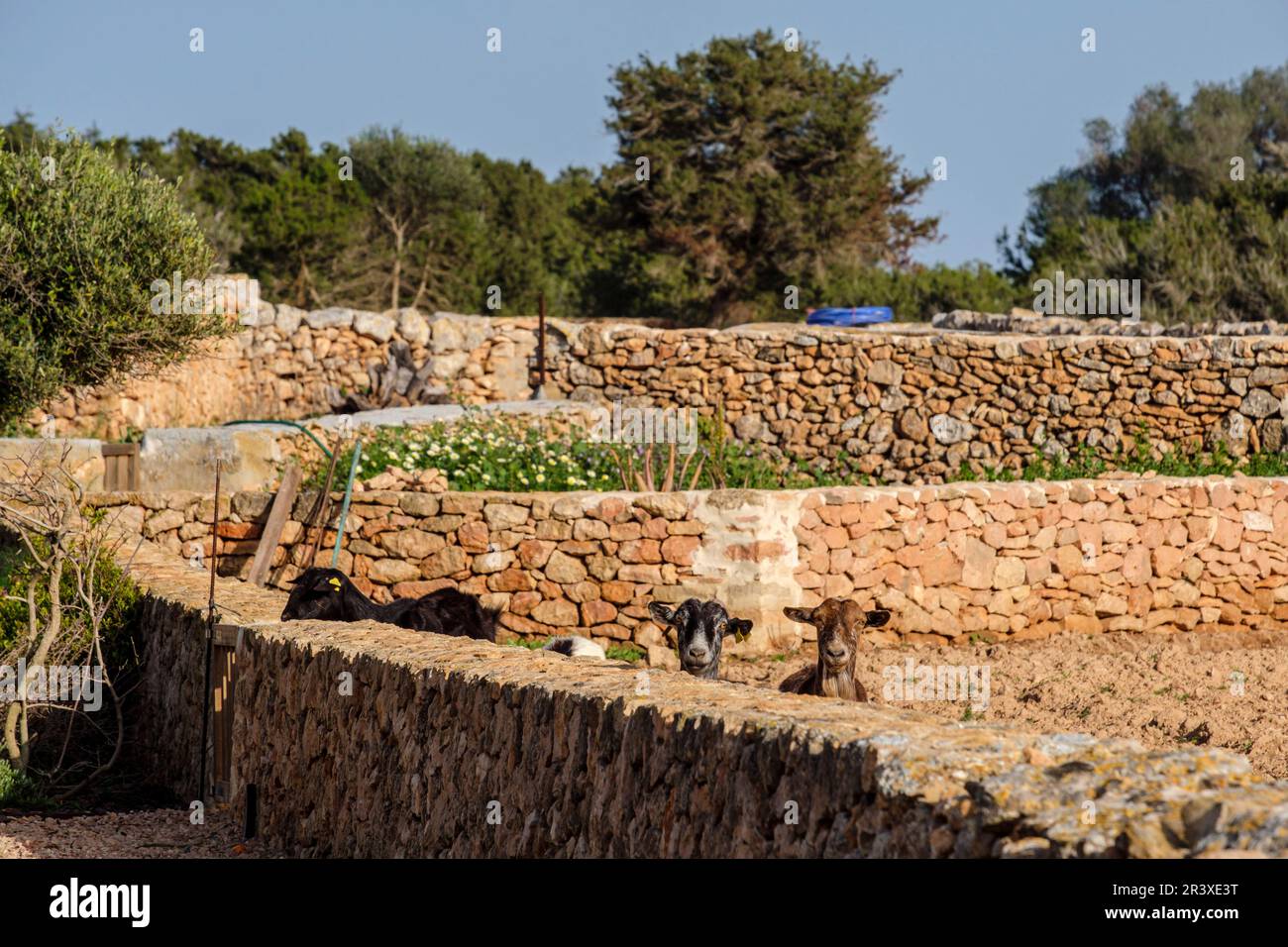 Goats on traditional stone walls Stock Photo - Alamy