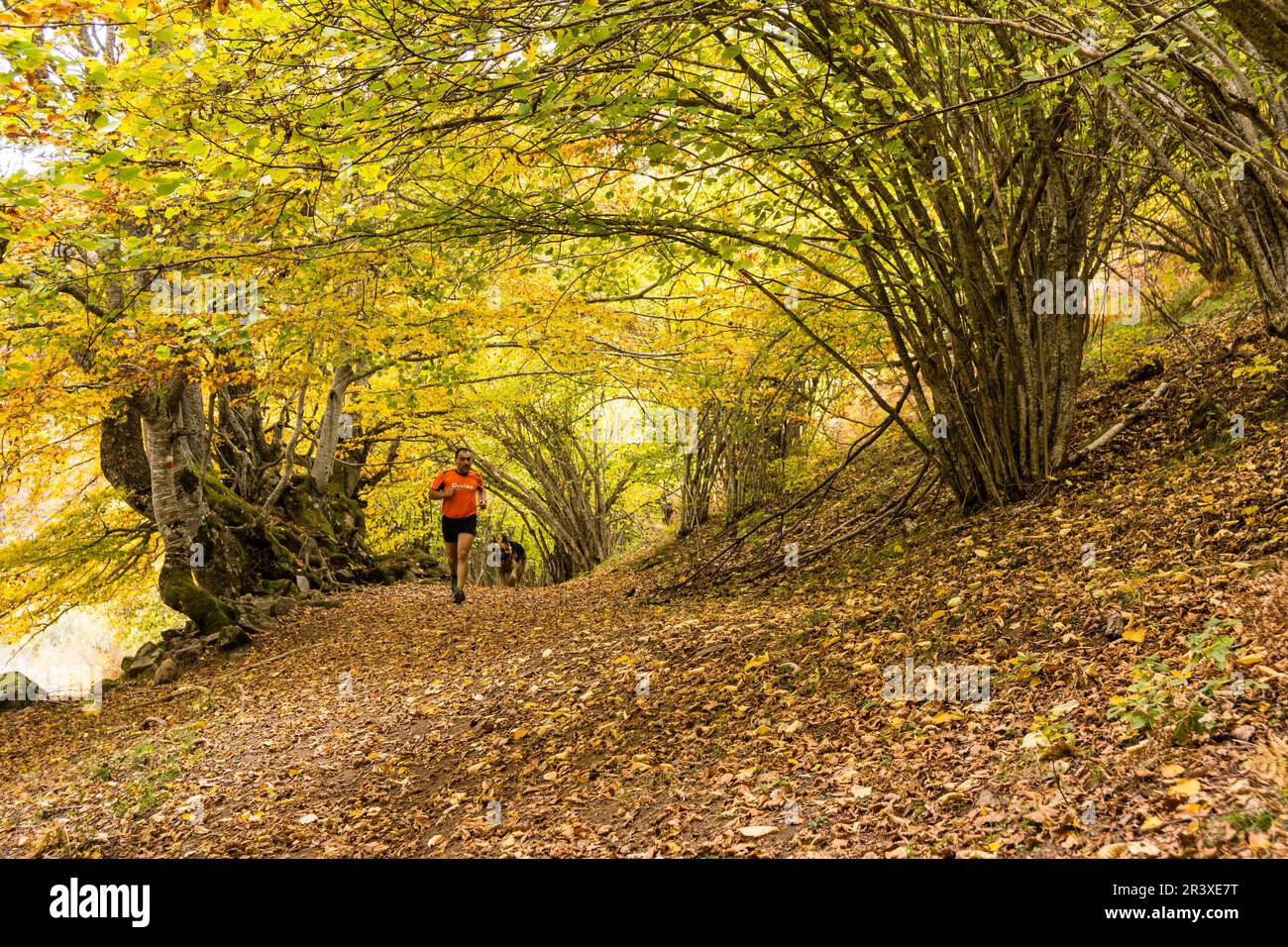 bosque de Carlac, - hayedo de Carlac-, Bausen, valle de Aran ...