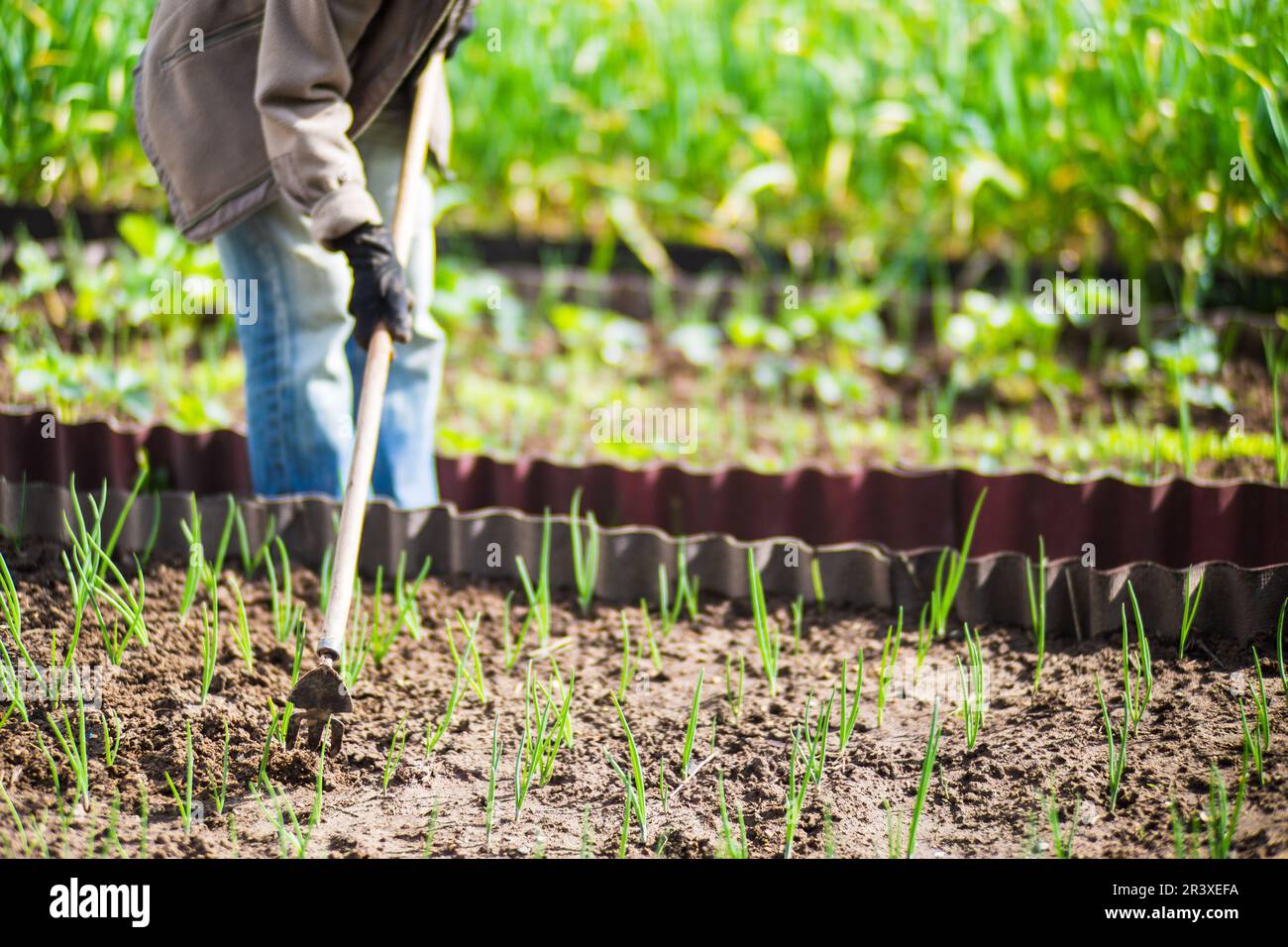 Weeding beds with agricultura plants growing in the garden. Weed ...