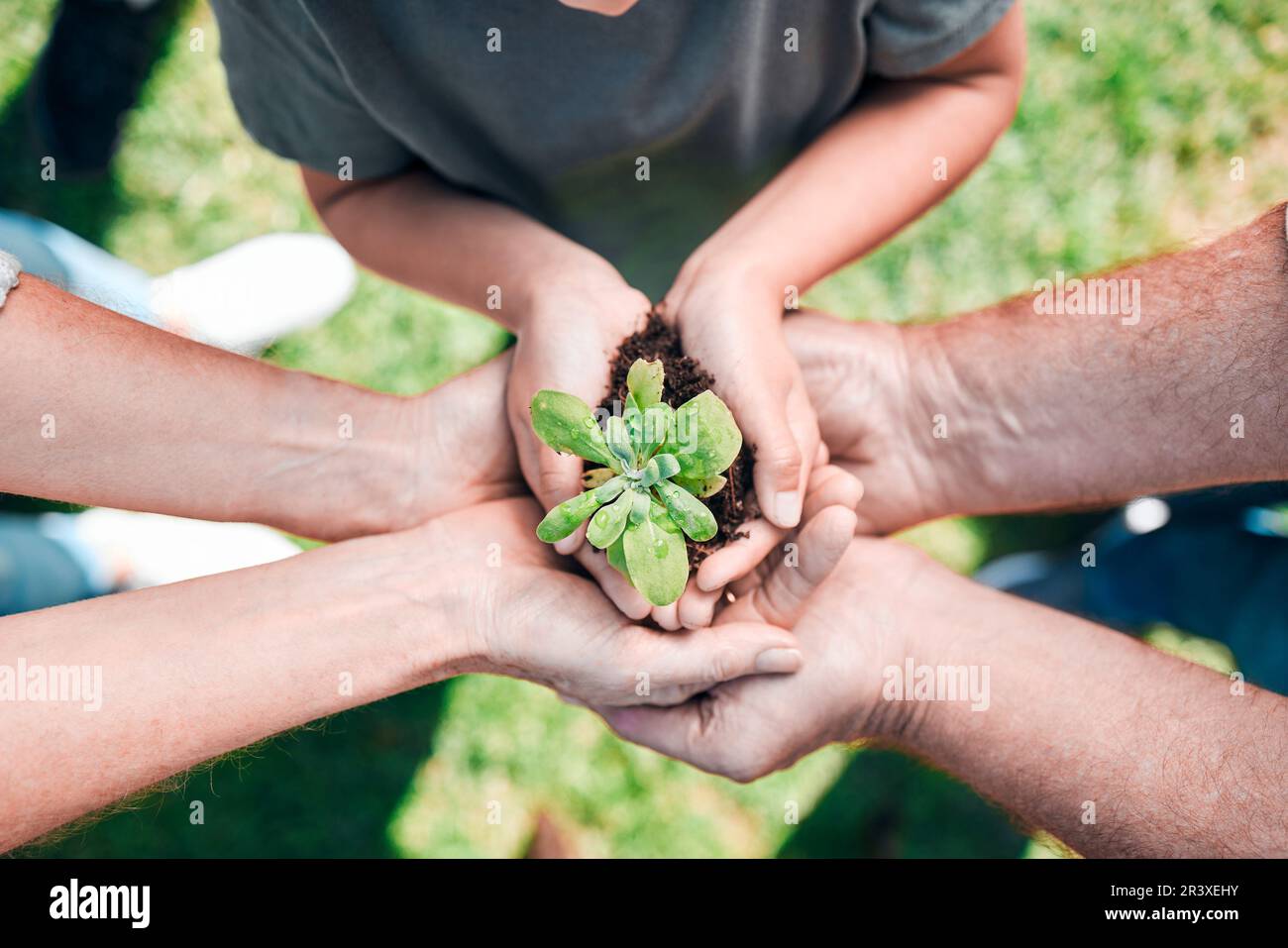 Plants above, hands and people with a team building, sustainable ...