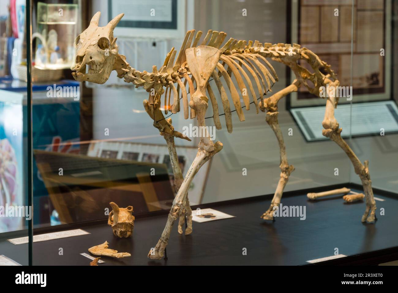 Restos fósiles hi-res stock photography and images - Alamy