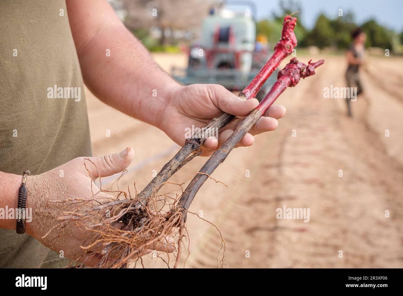 Planting vine vines Stock Photo - Alamy