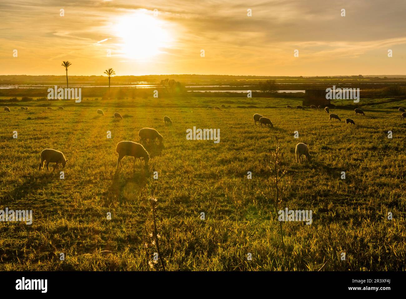 Ovejas en sol hi-res stock photography and images - Alamy