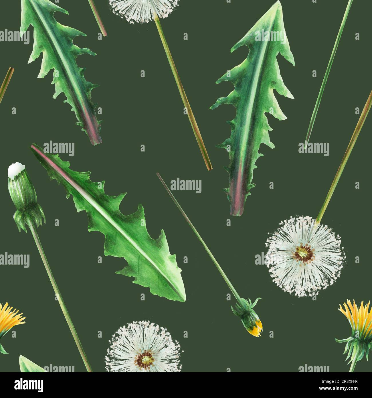 Watercolor seamless pattern with dandelions flowers and green leaves ...