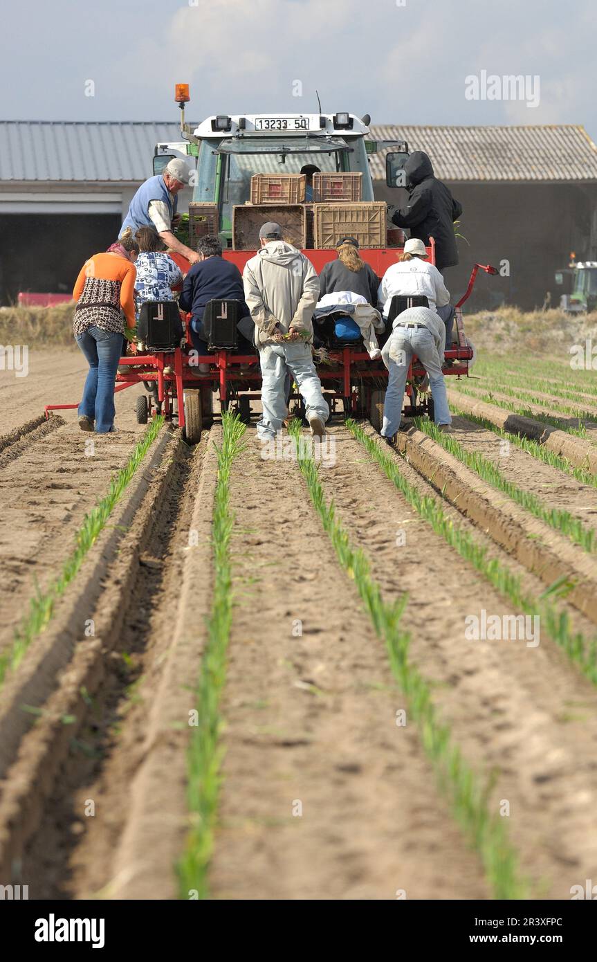 Market gardening: leek cultivation in a field. Planting leeks in the ...