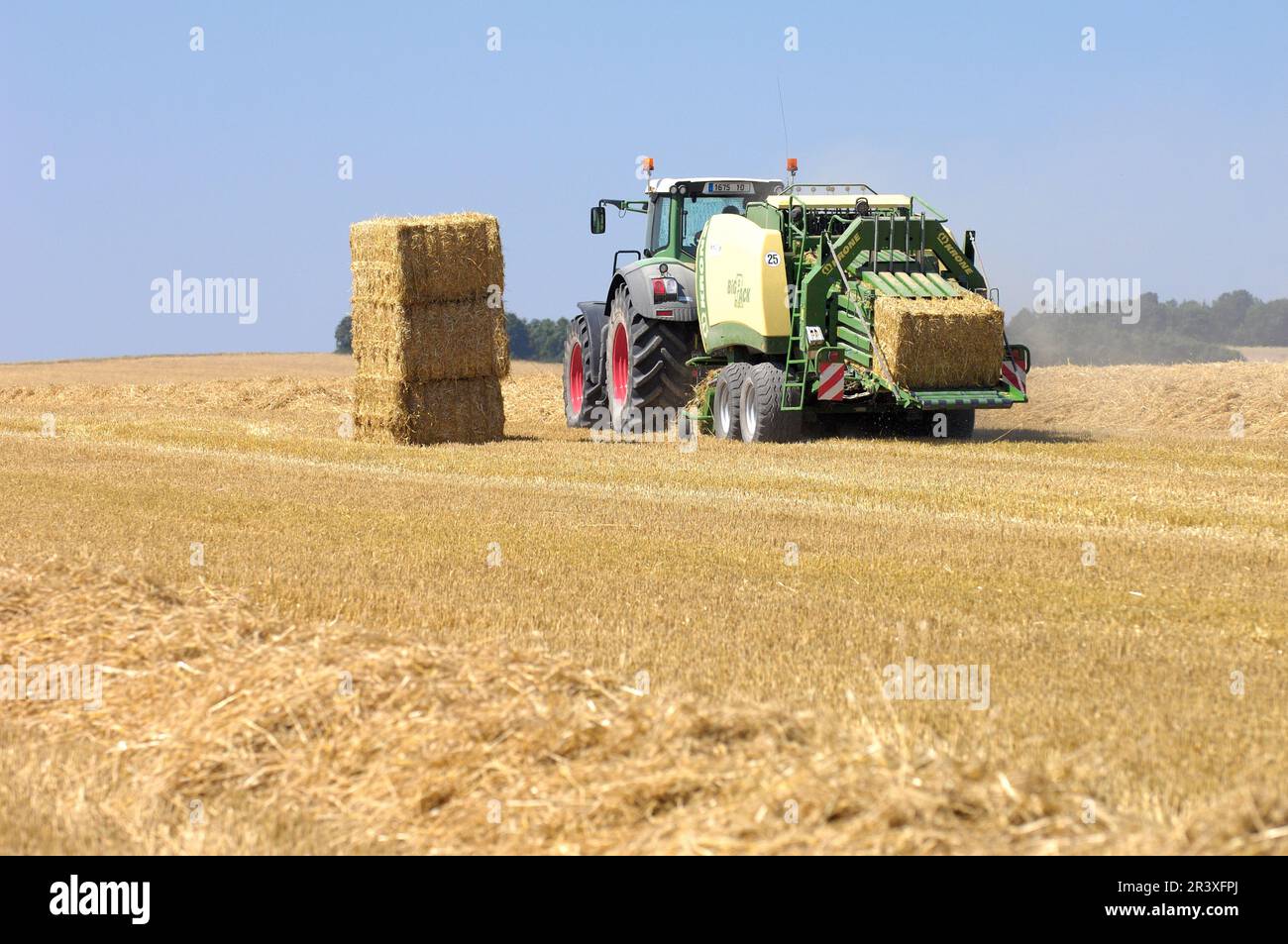 Straw collected after harvesting in a wheat field in summer ...
