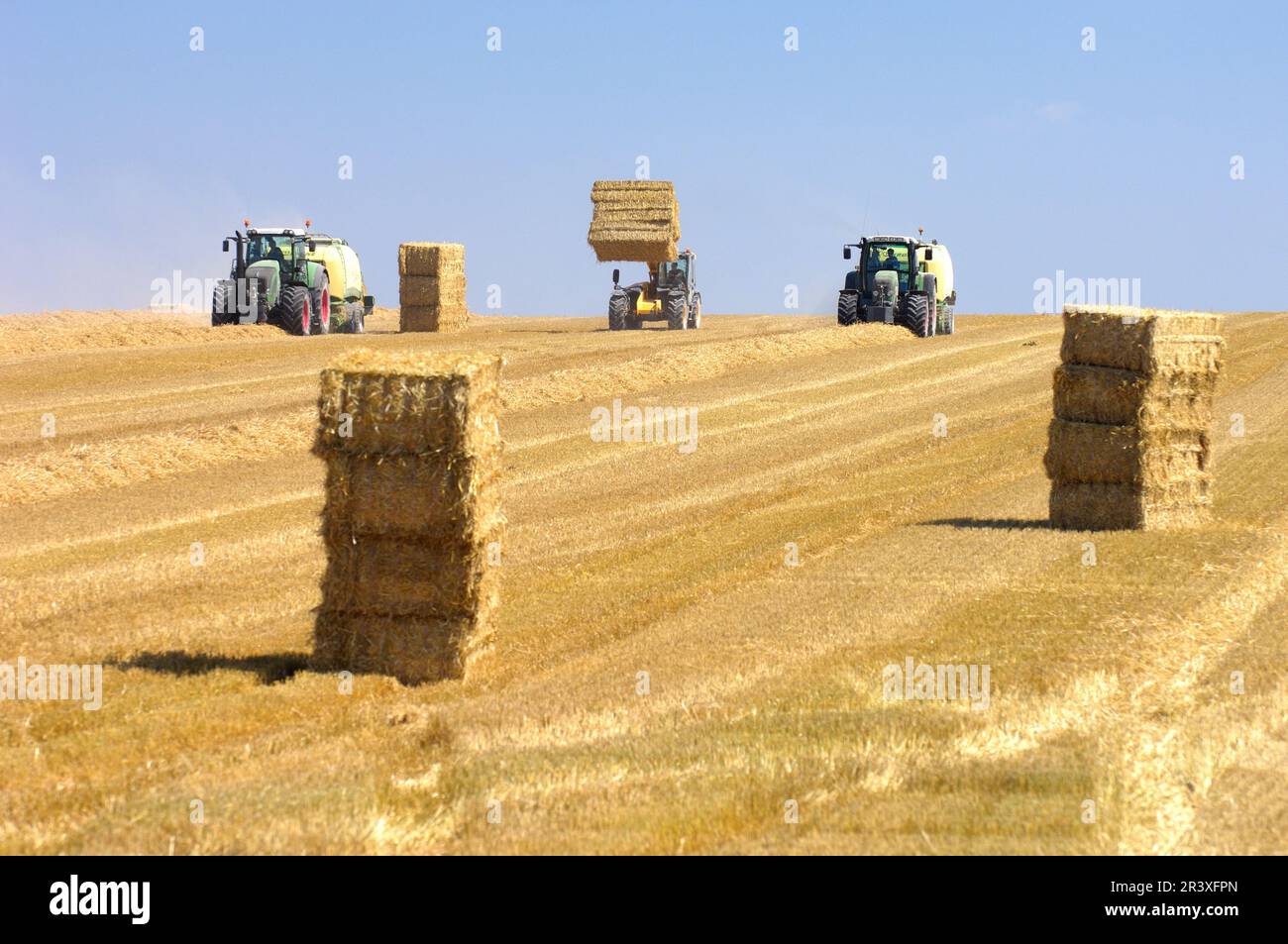 Straw collected after harvesting in a wheat field in summer ...