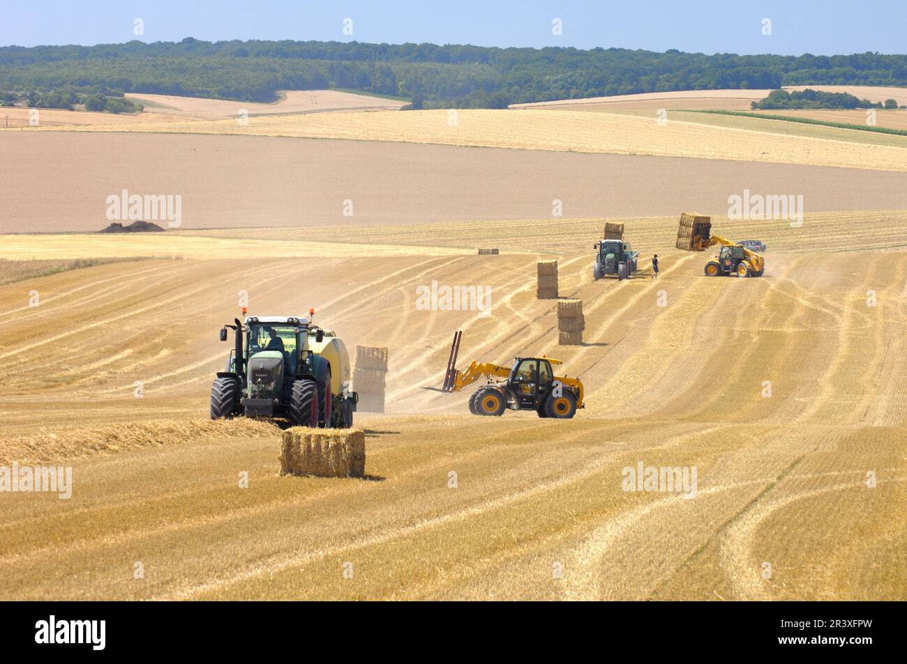 Straw collected after harvesting in a wheat field in summer ...