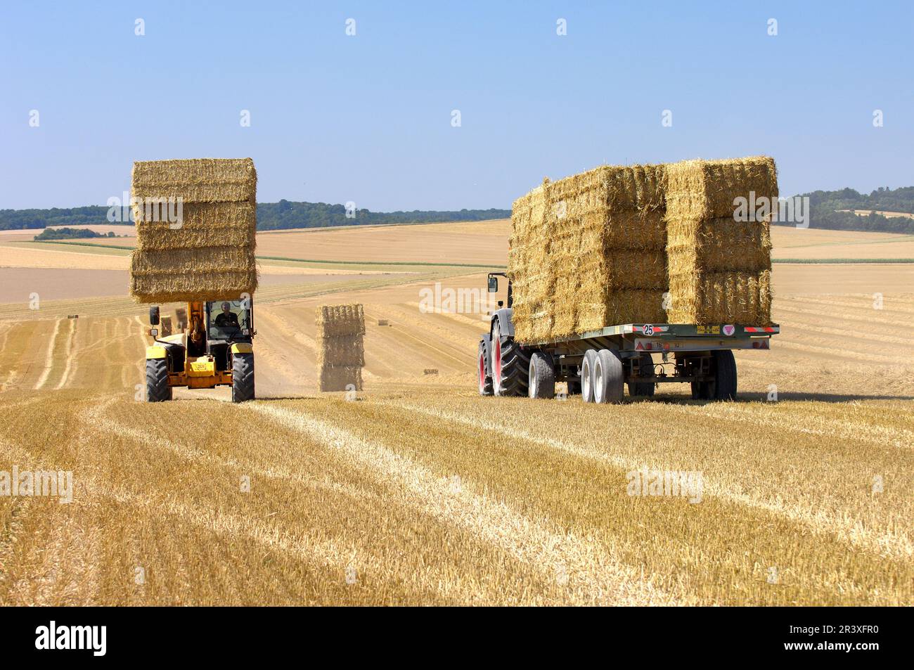 Straw collected after harvesting in a wheat field in summer ...
