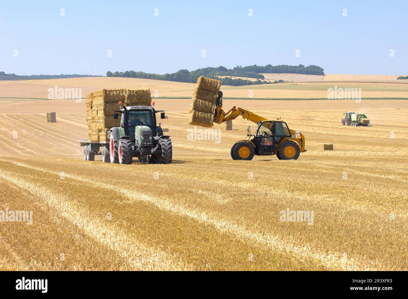 Straw collected after harvesting in a wheat field in summer ...