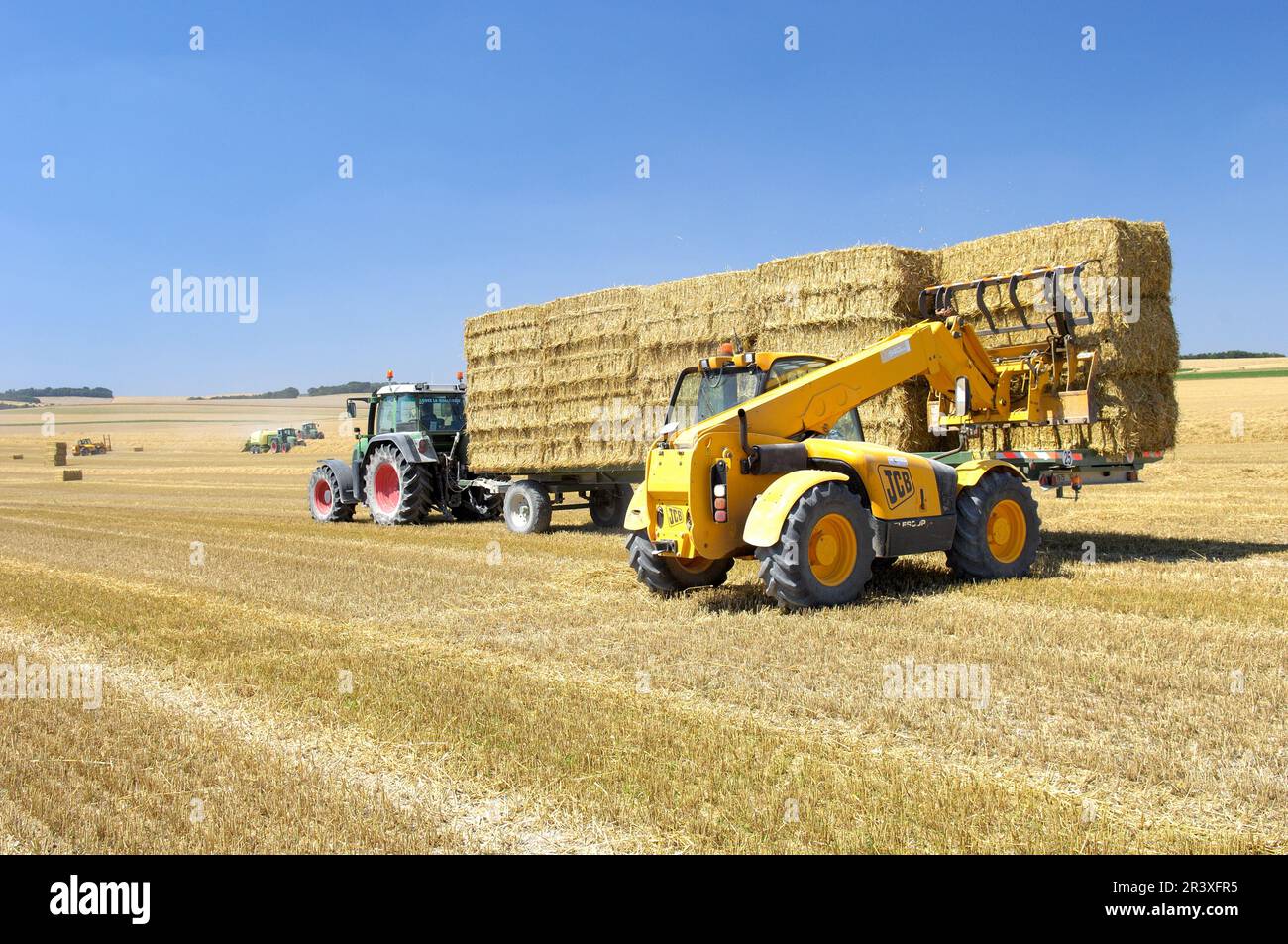 Straw collected after harvesting in a wheat field in summer ...