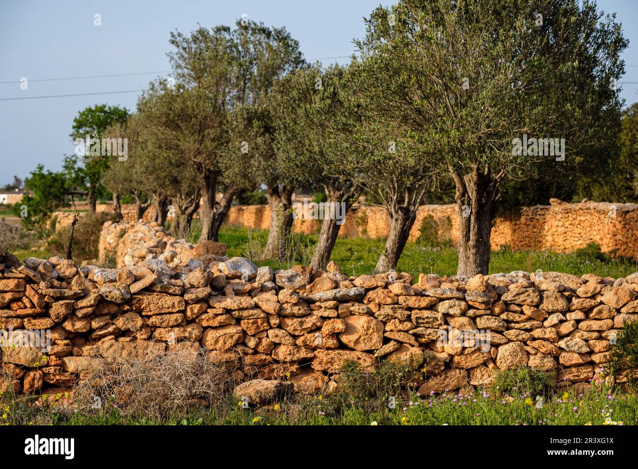 Climate specific cultivation hi-res stock photography and images - Alamy