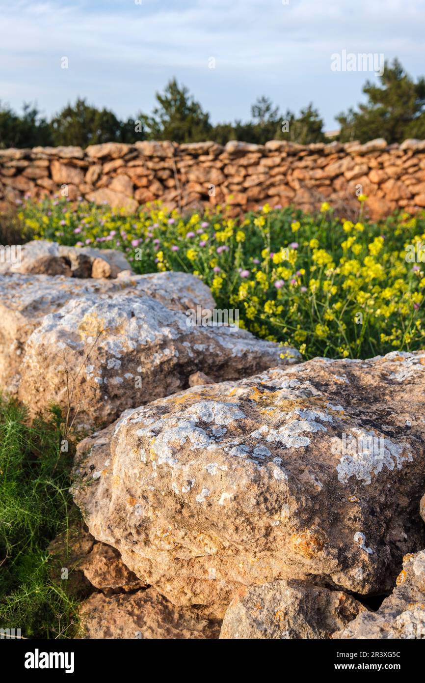 Traditional stone walls for agricultural land Stock Photo - Alamy
