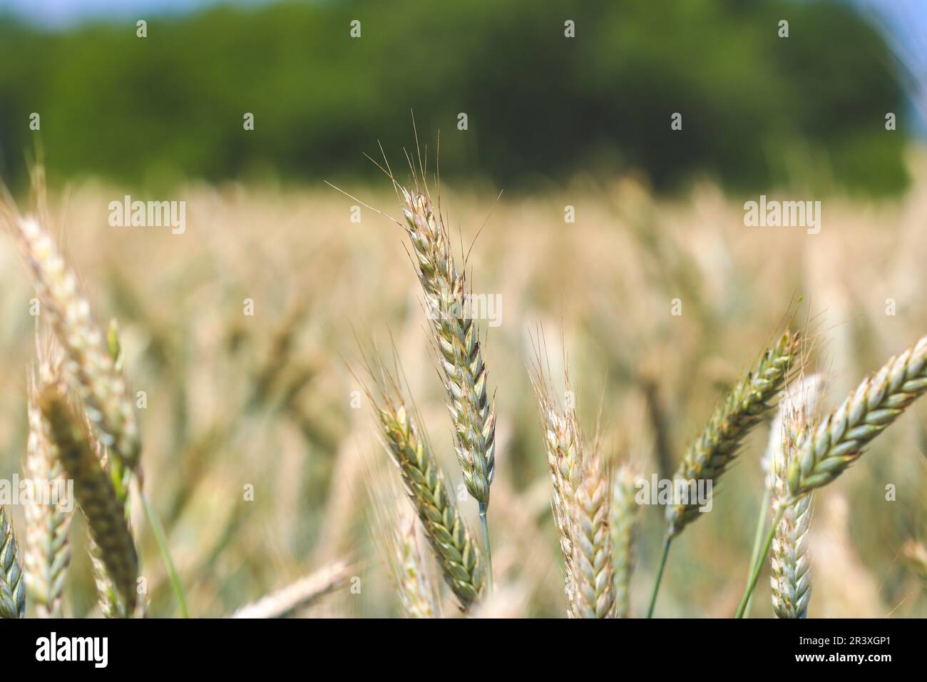Rye seed head hi-res stock photography and images - Alamy