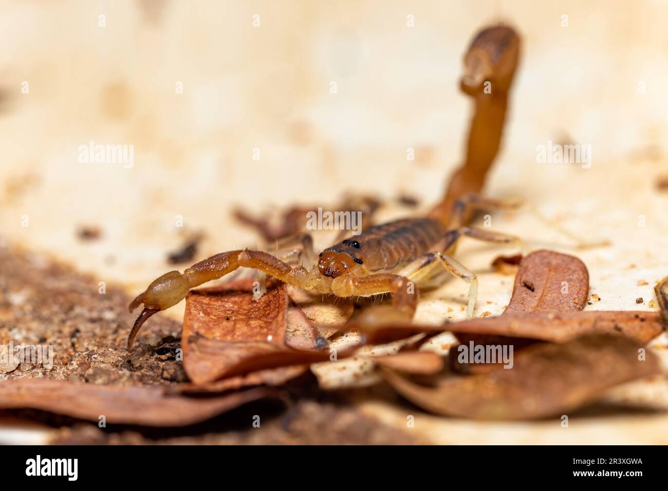Madagascar scorpion hi-res stock photography and images - Alamy