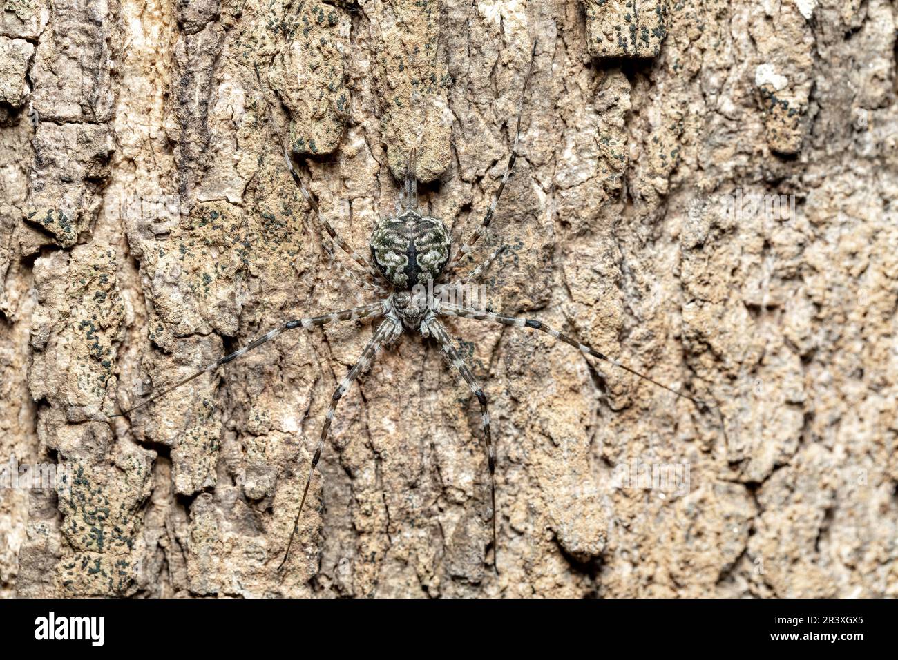 Two-Tailed Spider, Tree trunk spider, Long-spinnered Bark Spider ...