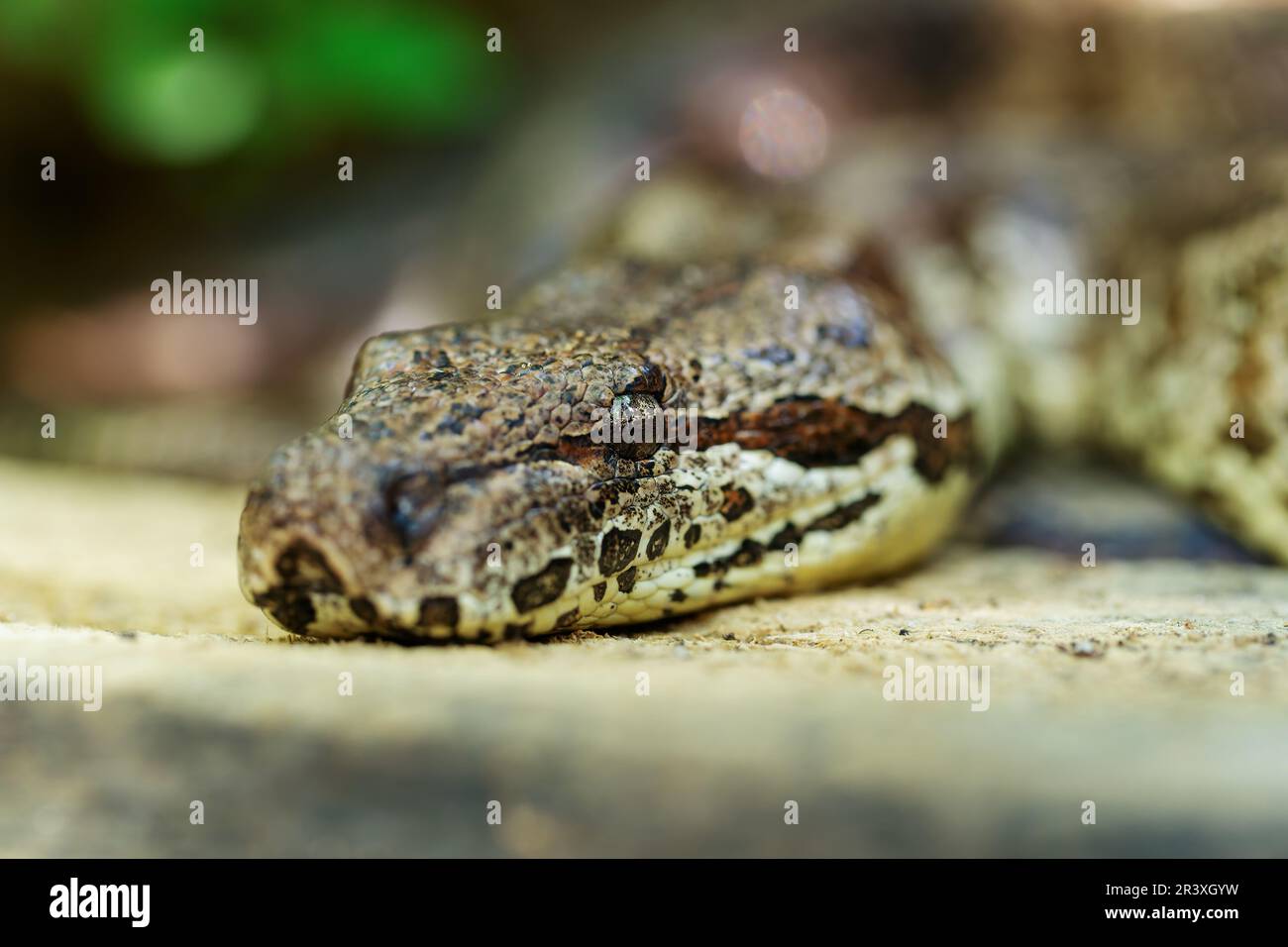 Snake Dumeril's boa, Acrantophis dumerili, Isalo National Park ...