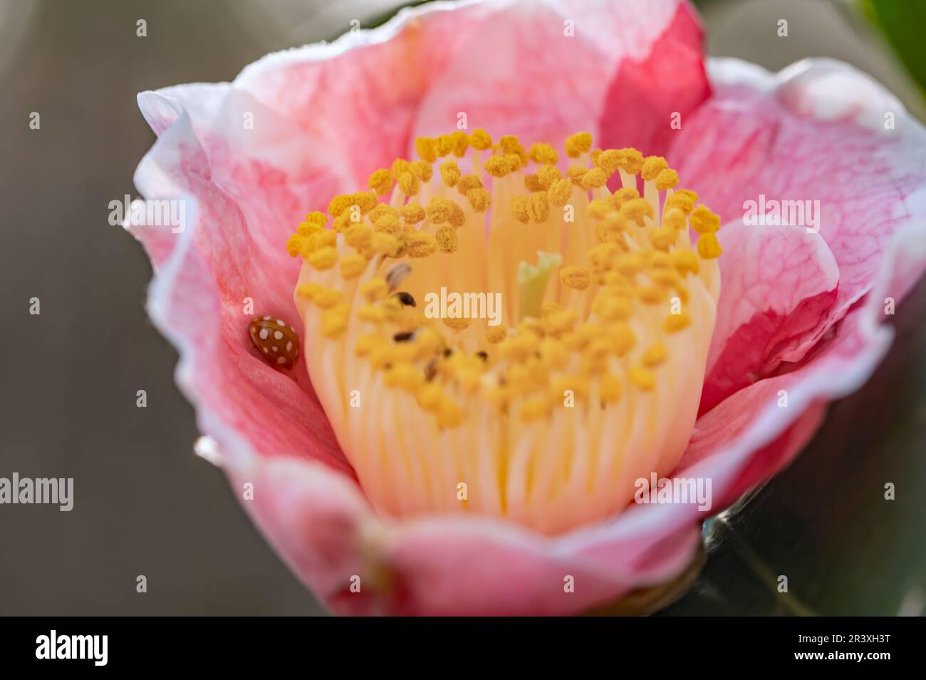 Red camellia flowers buds hi-res stock photography and images - Alamy