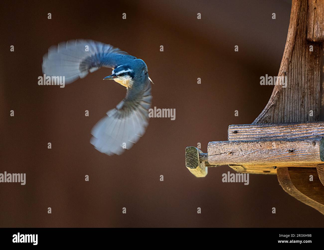 Blue Jay in Flight Stock Photo - Alamy