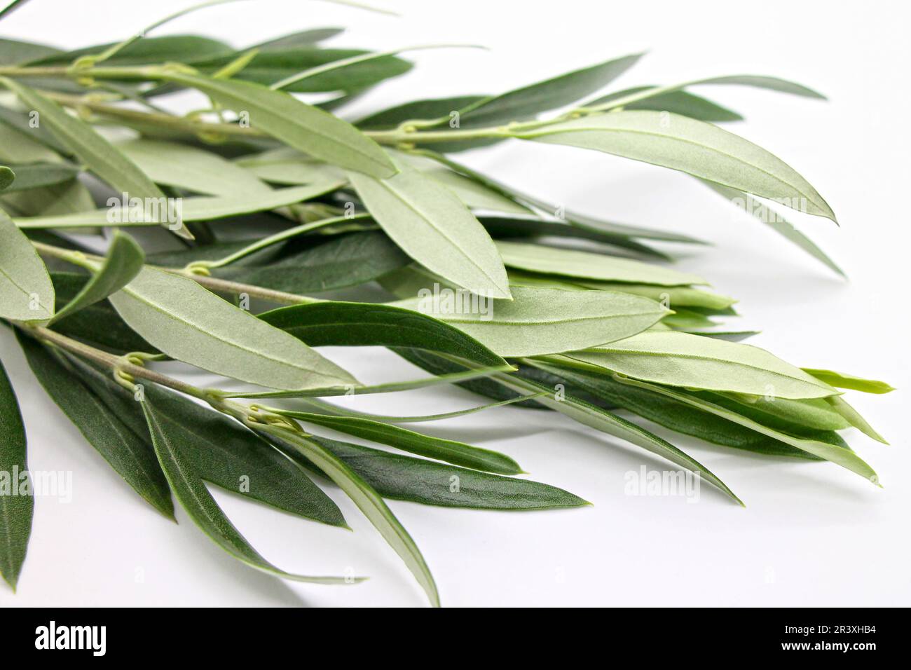 Fresh olive branch on white background close up Stock Photo - Alamy
