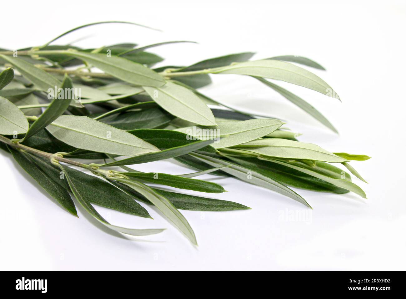 Olivine branch hi-res stock photography and images - Alamy