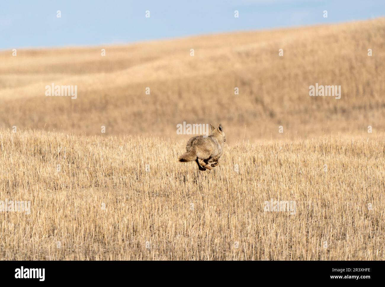 Coyote on run hi-res stock photography and images - Alamy