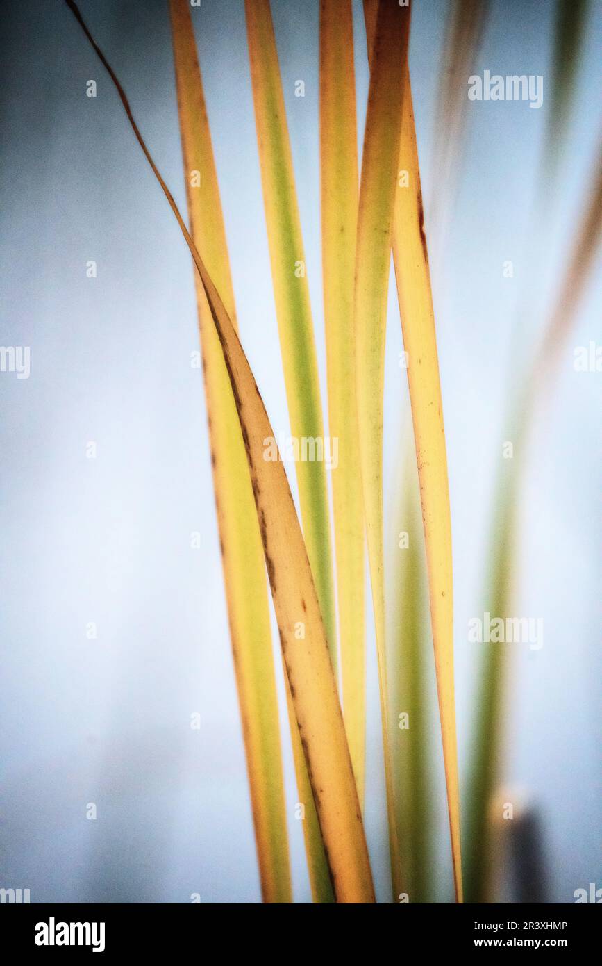Reeds and ecological hi-res stock photography and images - Alamy