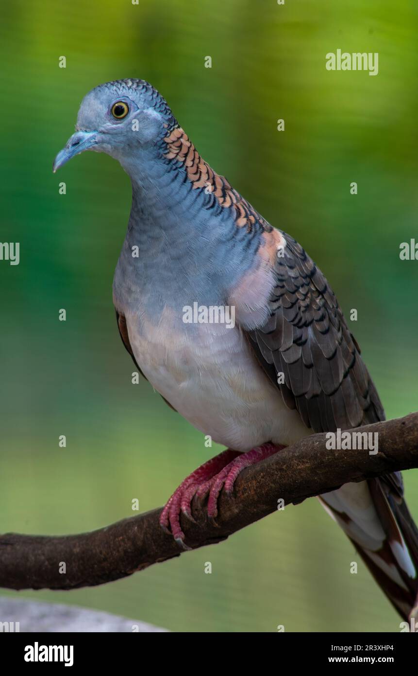 Bar-shouldered dove, Geopelia humeralis Stock Photo - Alamy
