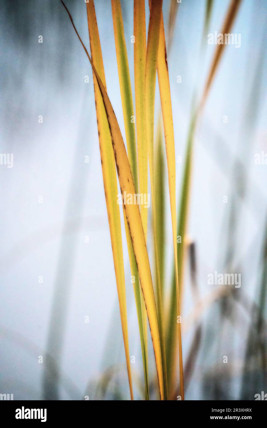 Weeds up close hi-res stock photography and images - Alamy