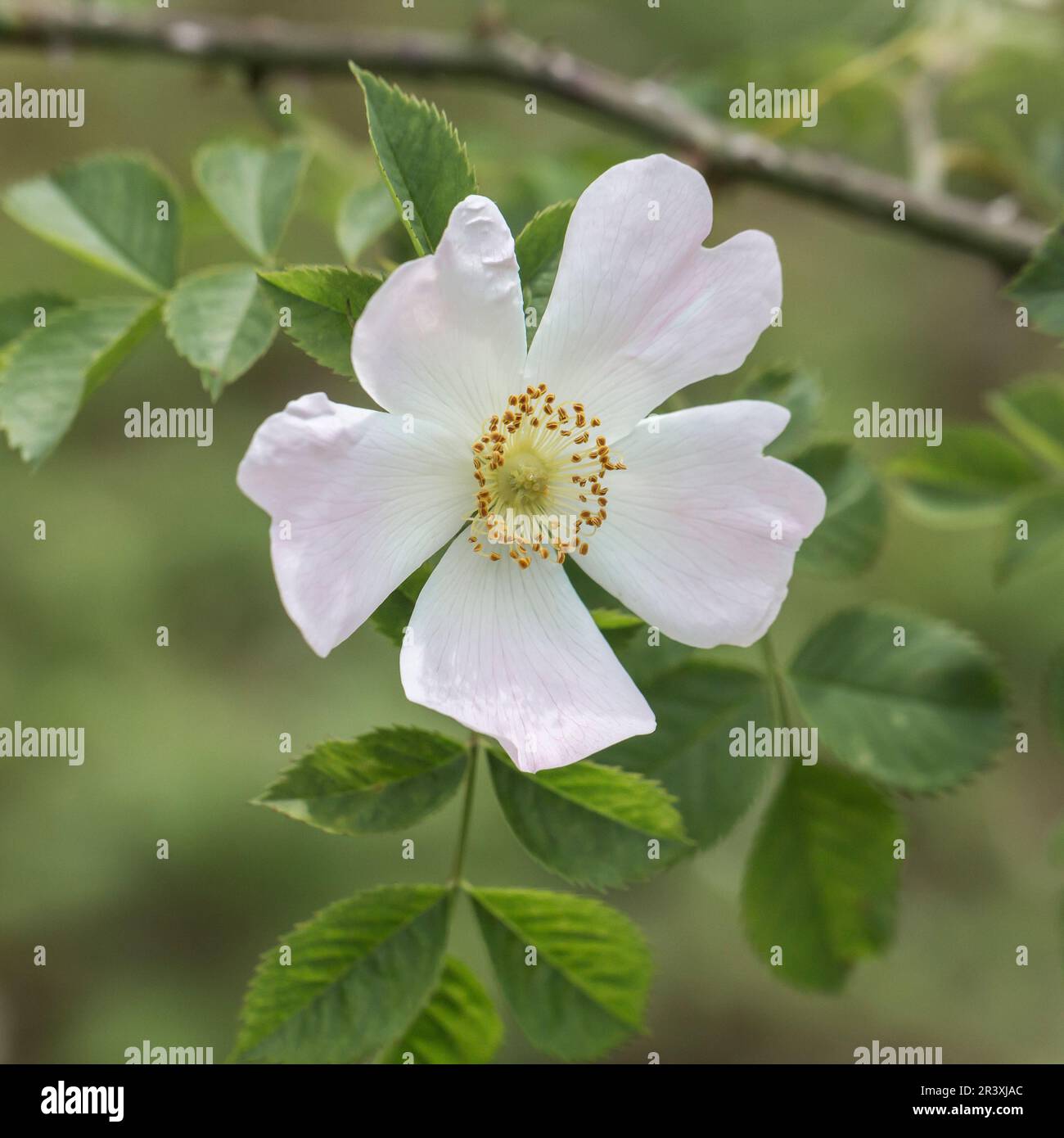 Japanische igelrose hi-res stock photography and images - Alamy