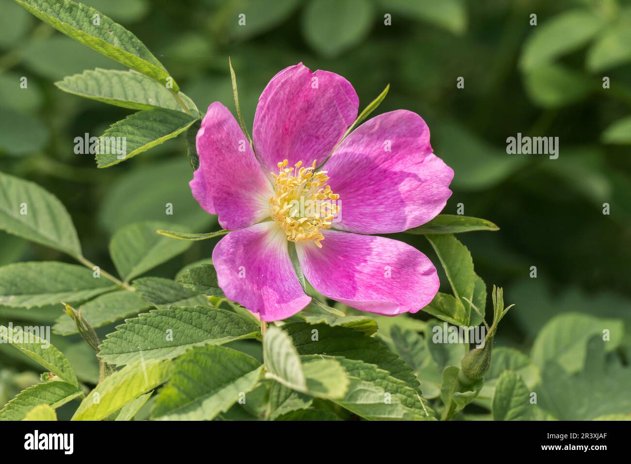 Rosa blanda, known as the Early wild rose, Meadow rose, Smooth rose ...