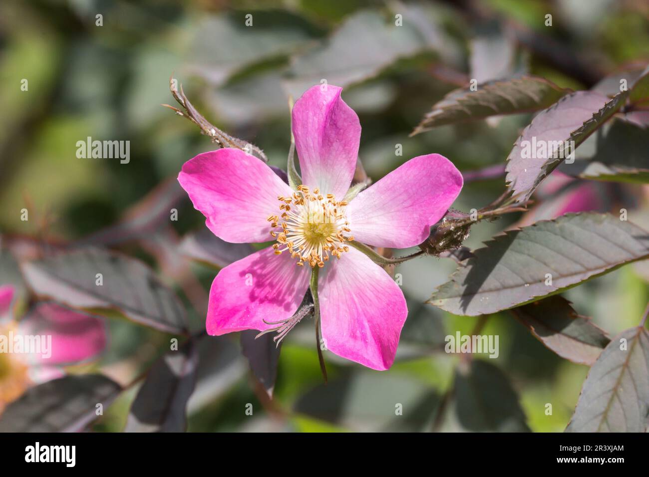 Rosa glauca, Rosa rubrifolia, known as the Red-leaved rose, Redleaf ...