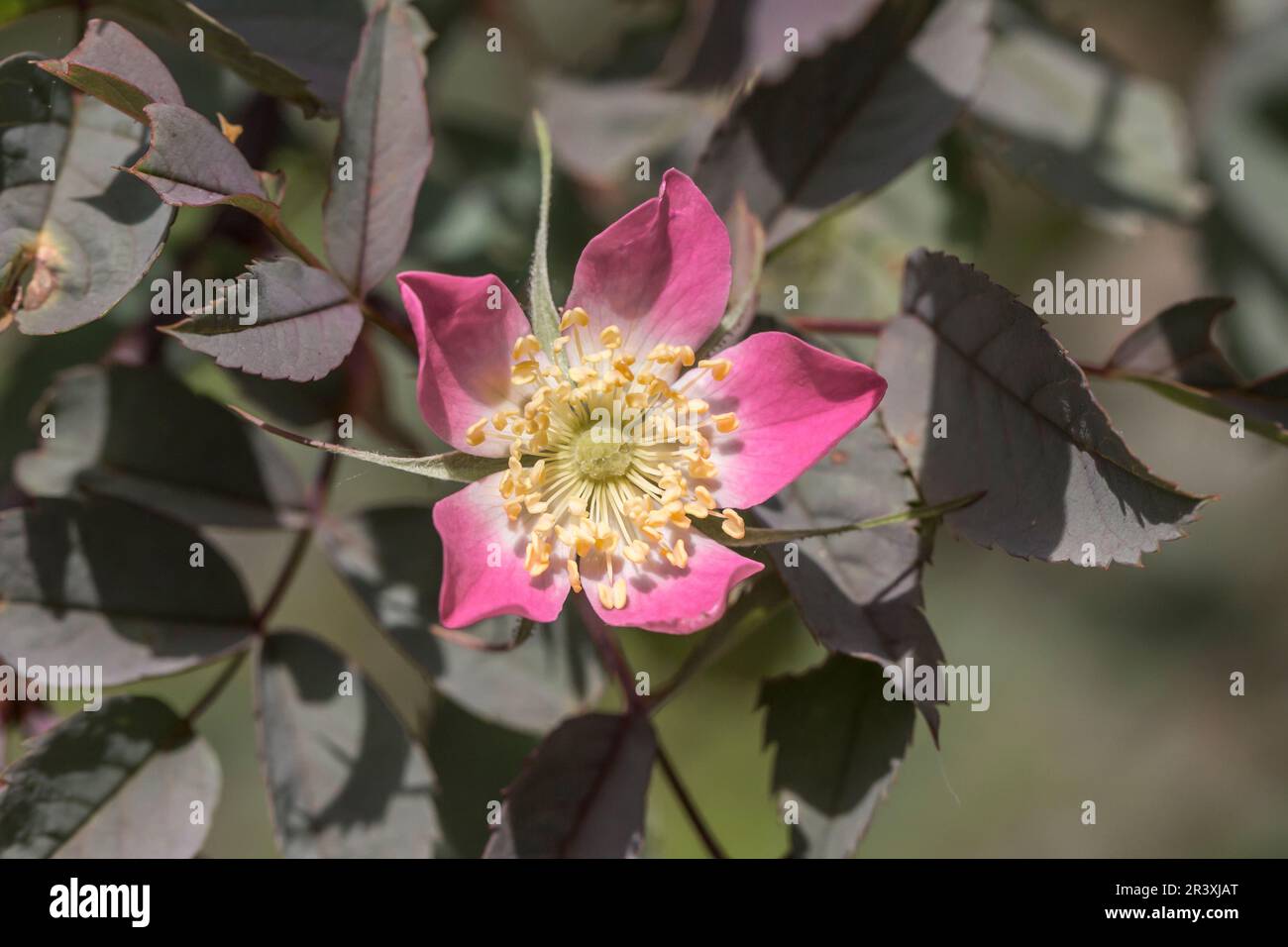 Rosa glauca, Rosa rubrifolia, known as the Red-leaved rose, Redleaf ...