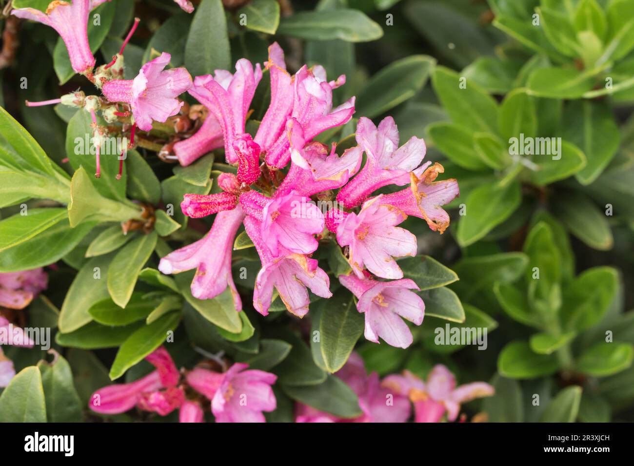 Rhododendron ferrugineum, known as Alpenrose, Snow-rose, Rusty-leaved ...