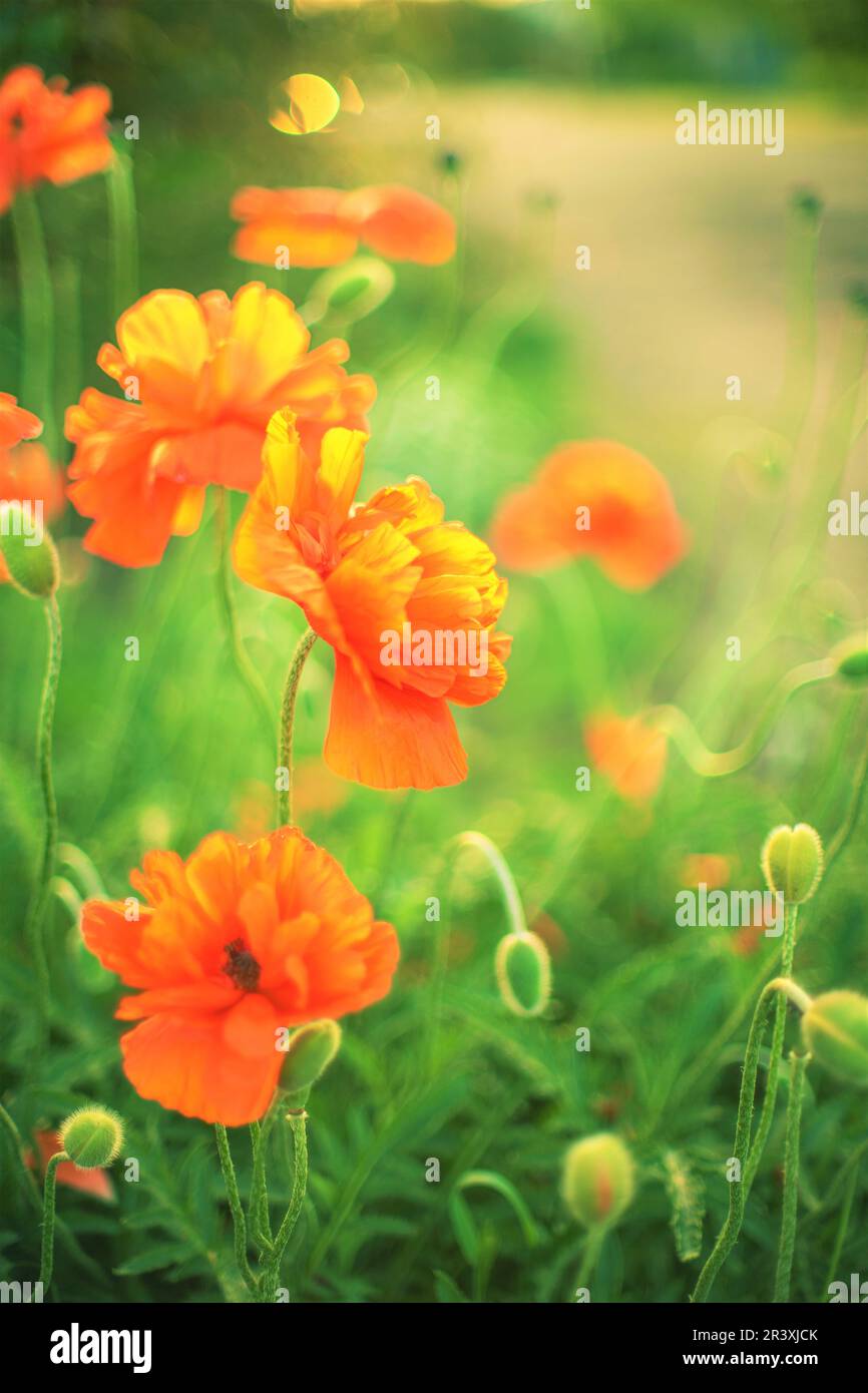 Fluffy orange poppy flowers in spring garden Stock Photo - Alamy