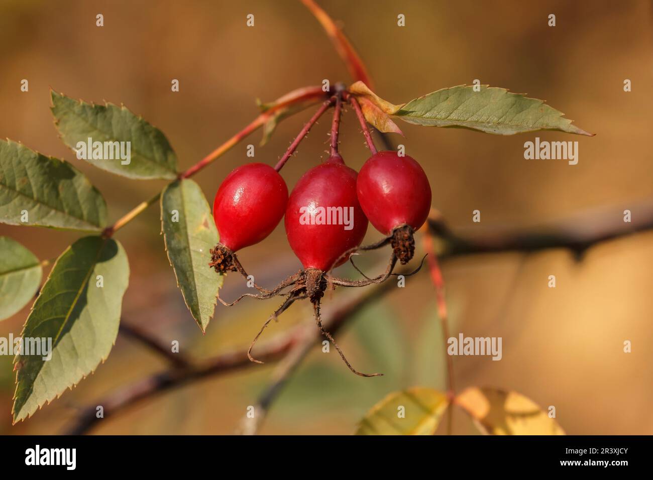 Rosa glauca, Rosa rubrifolia, known as Red-leaved Rose, Redleaf Rose ...