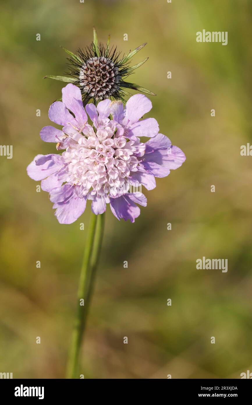 Scabiosa columbaria, Pigeon scabious, Pincushion flower, Small scabious ...