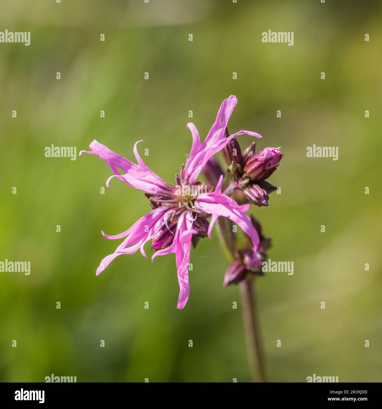 Silene flos-cuculi, known as Cuckoo flower, Meadow campion, Ragged ...