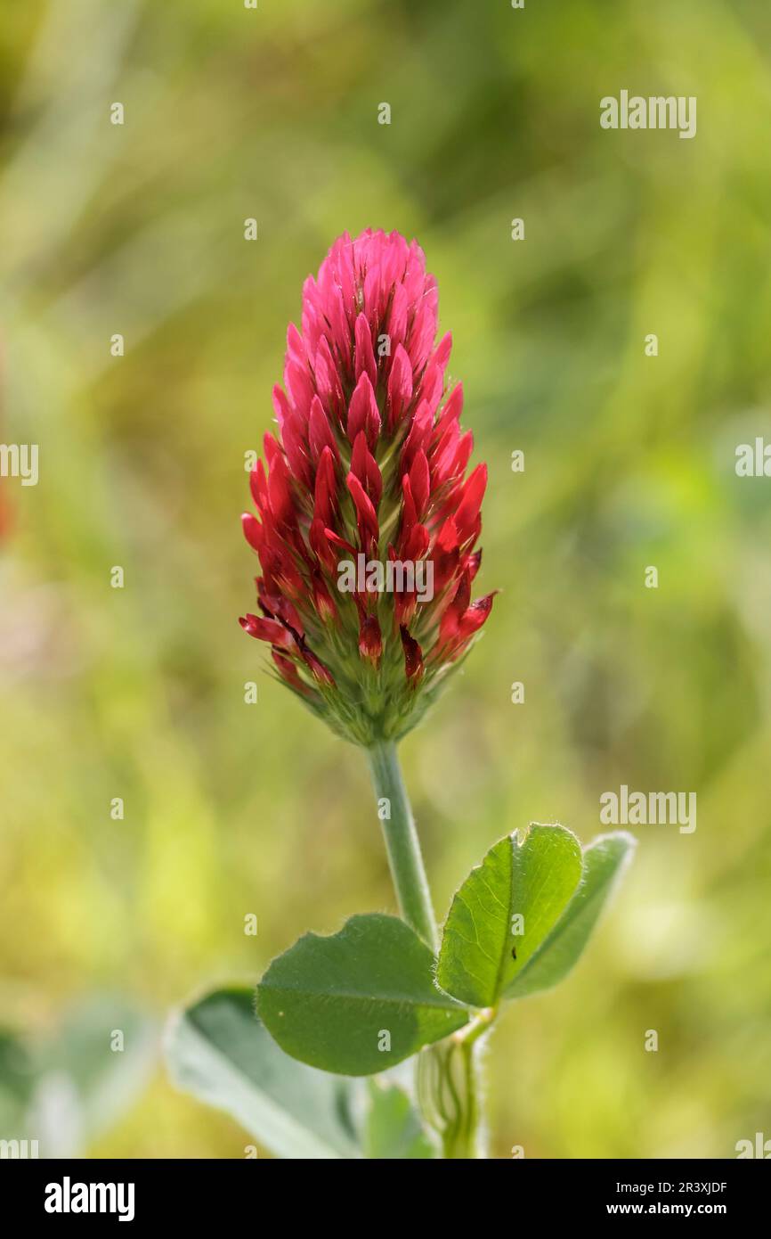Trifolium incarnatum, known as Crimson clover, Italian clover, Blood ...