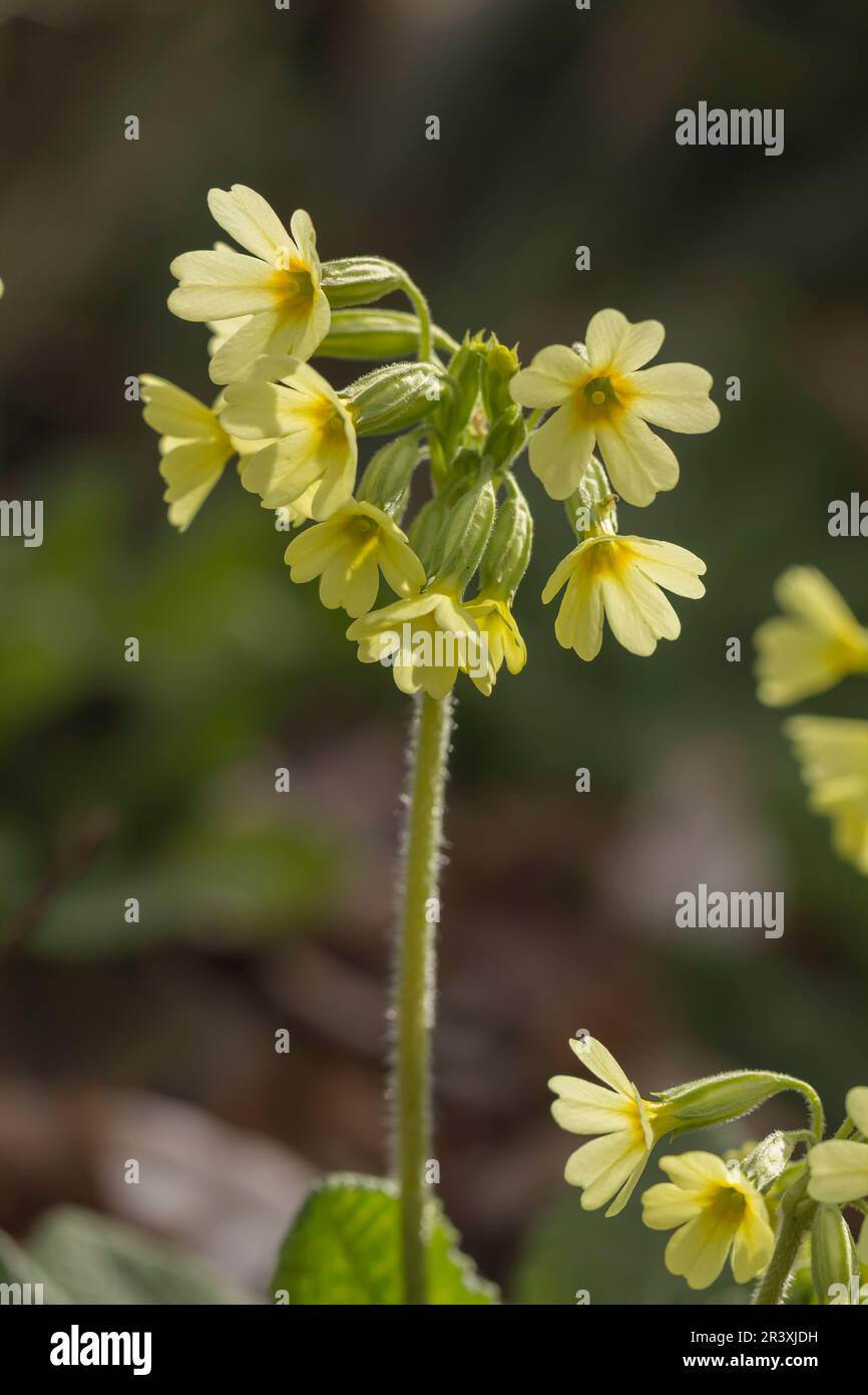 Primula elatior, commonly known as the Oxlip, True oxlip Stock Photo ...
