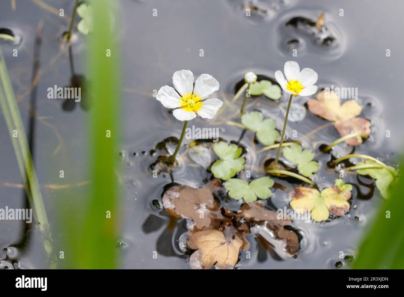 Ranunculus aquatilis, known as Common water-crowfoot, White water ...