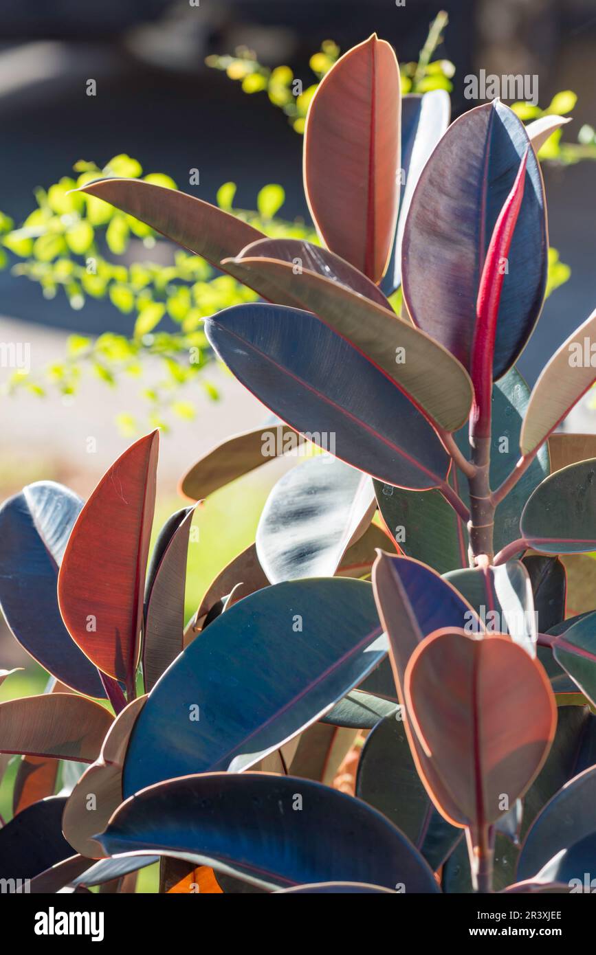 Indoor plants that will grow outdoors hi-res stock photography and ...