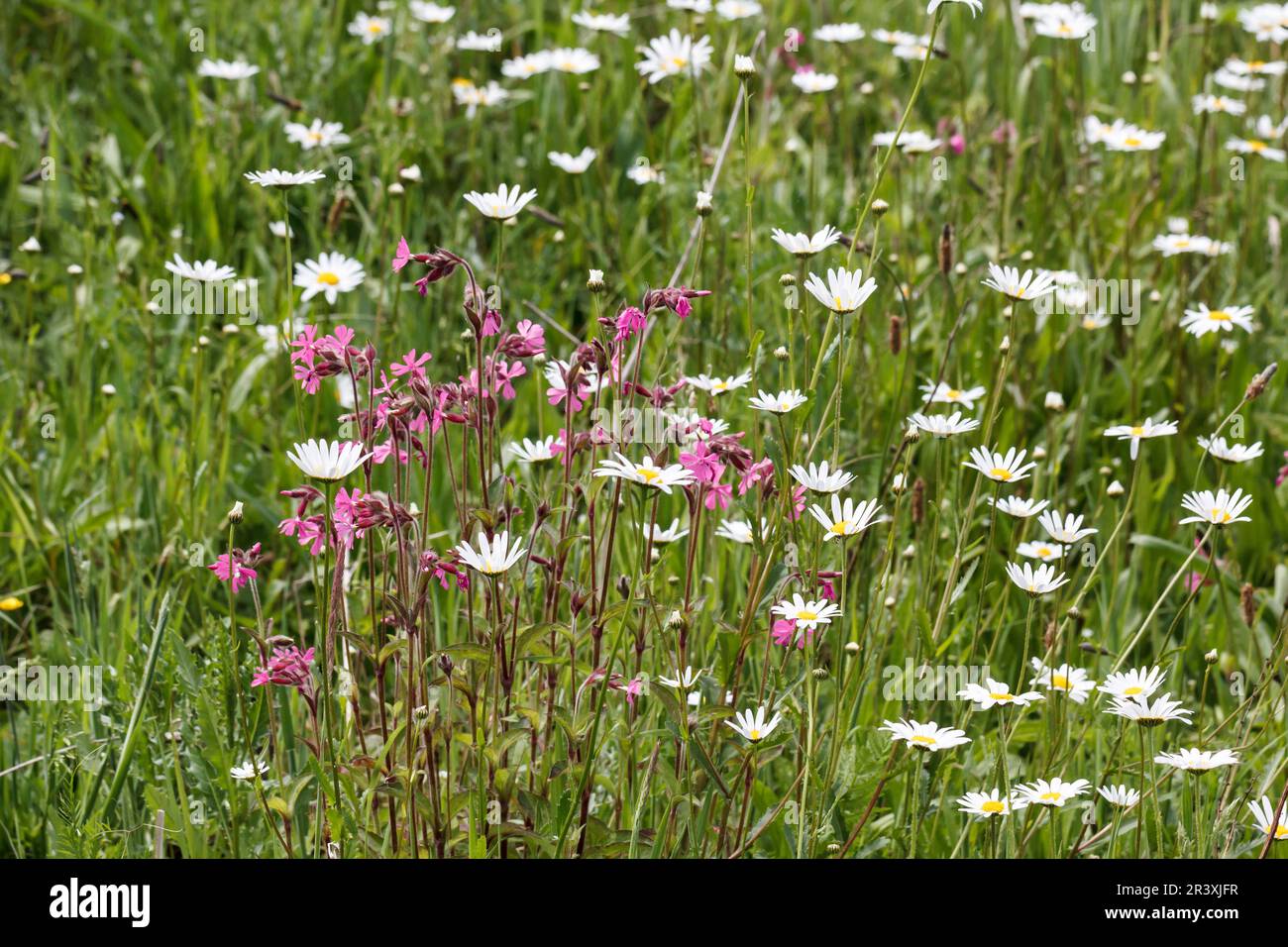 Silene dioica, known as Red campion, Red catchfly, Morning campion ...
