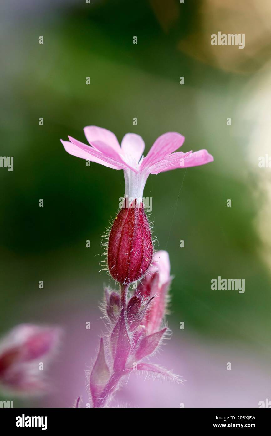 Silene dioica, known as Red campion, Red catchfly, Morning campion ...