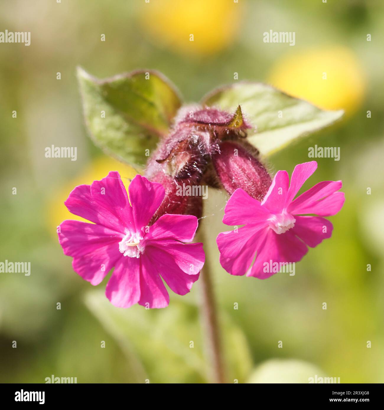 Silene dioica, known as Red campion, Red catchfly, Morning campion ...
