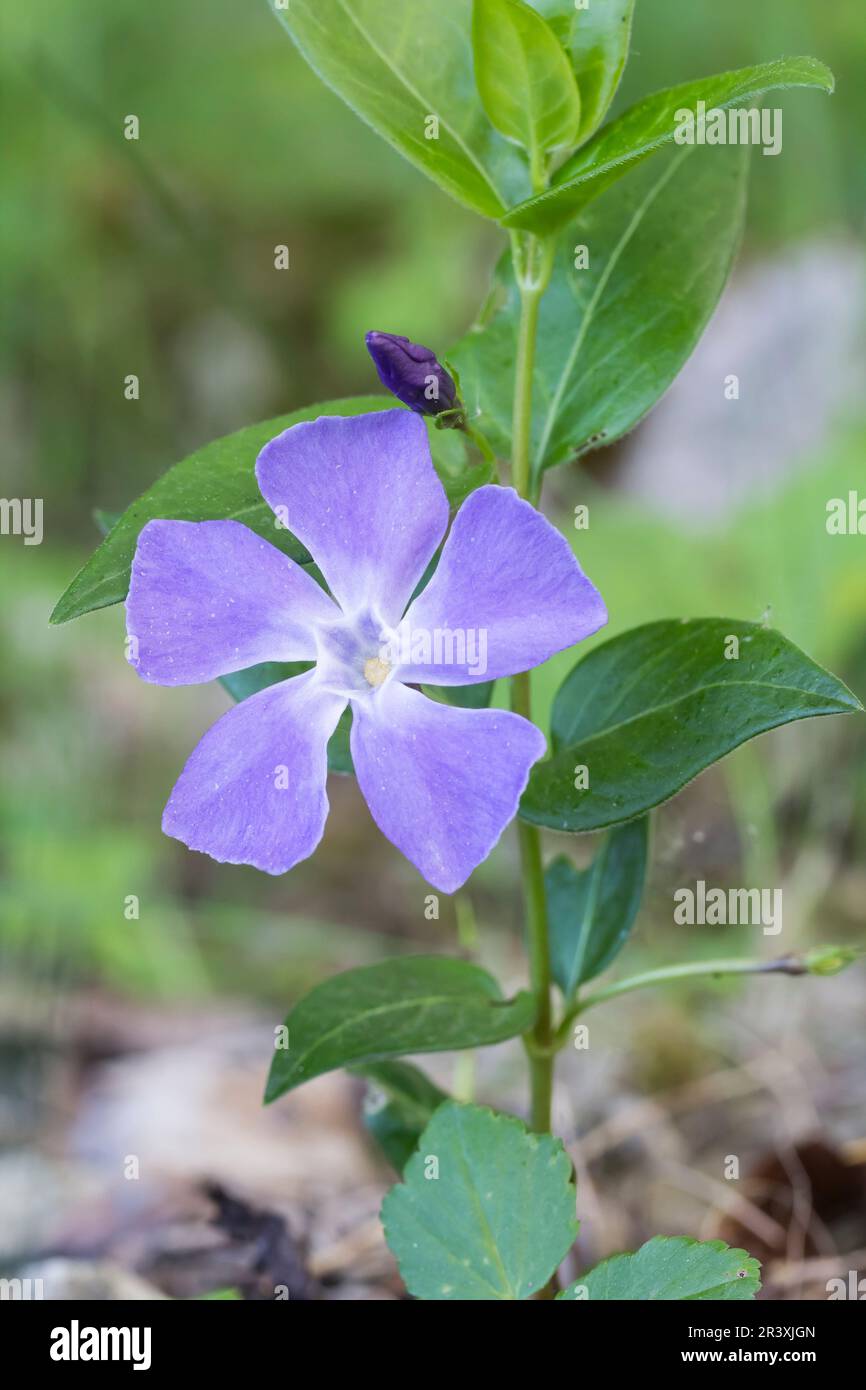 Vinca major, known as the Bigleaf periwinkle, Large periwinkle, Greater ...
